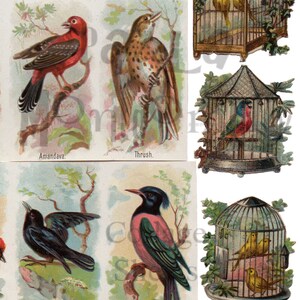 Birds Number 7 Digital Download Collage Sheet - Etsy