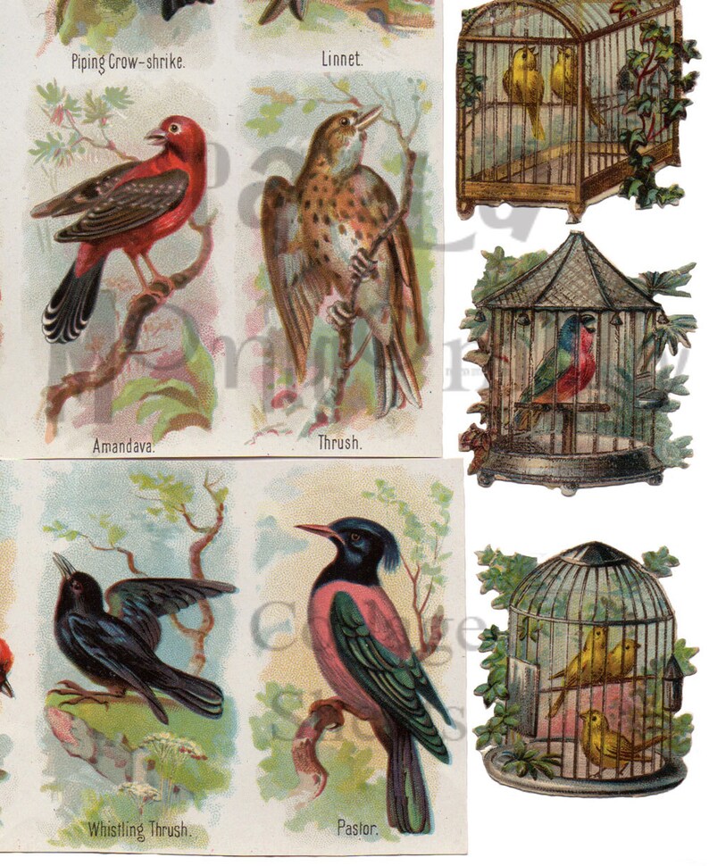 Birds Number 7 Digital Download Collage Sheet - Etsy