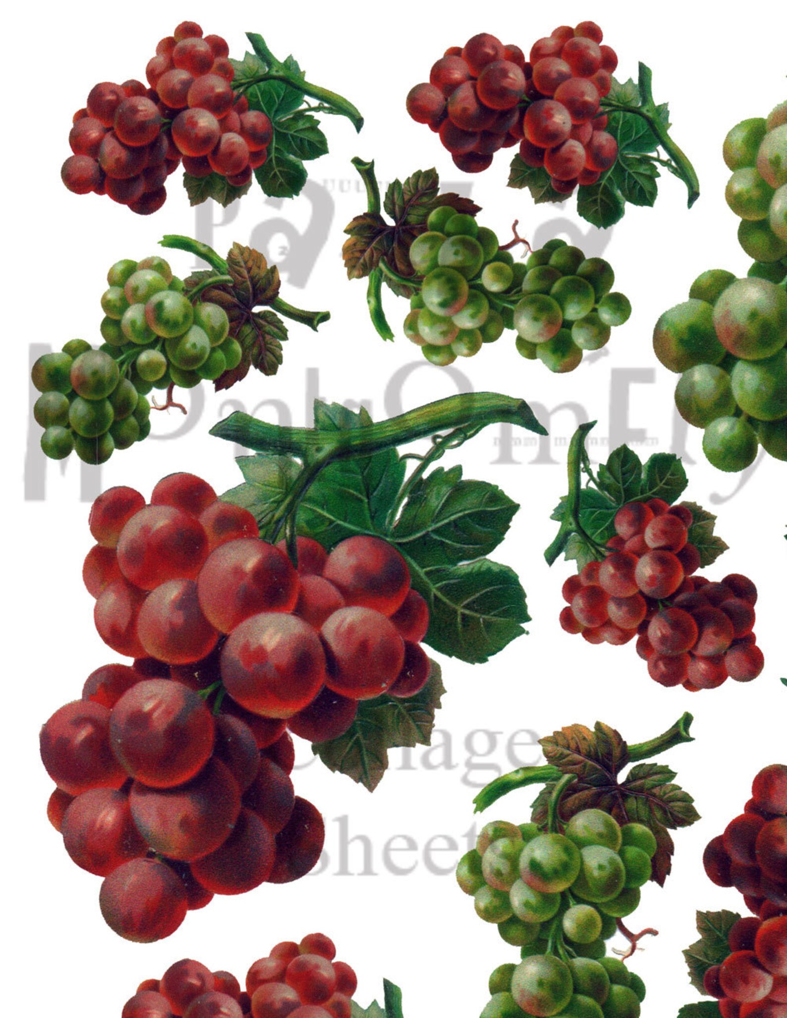 Grapes Digital Download Collage Sheet - Etsy