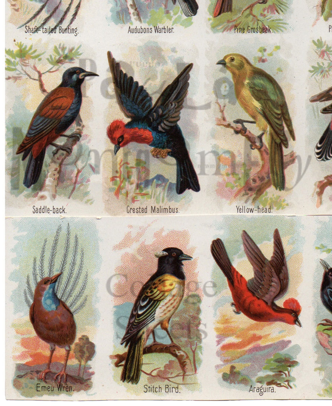 Birds Number 7 Digital Download Collage Sheet - Etsy