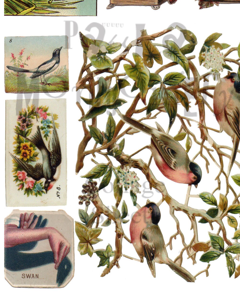 Birds Number 8 Digital Download Collage Sheet - Etsy