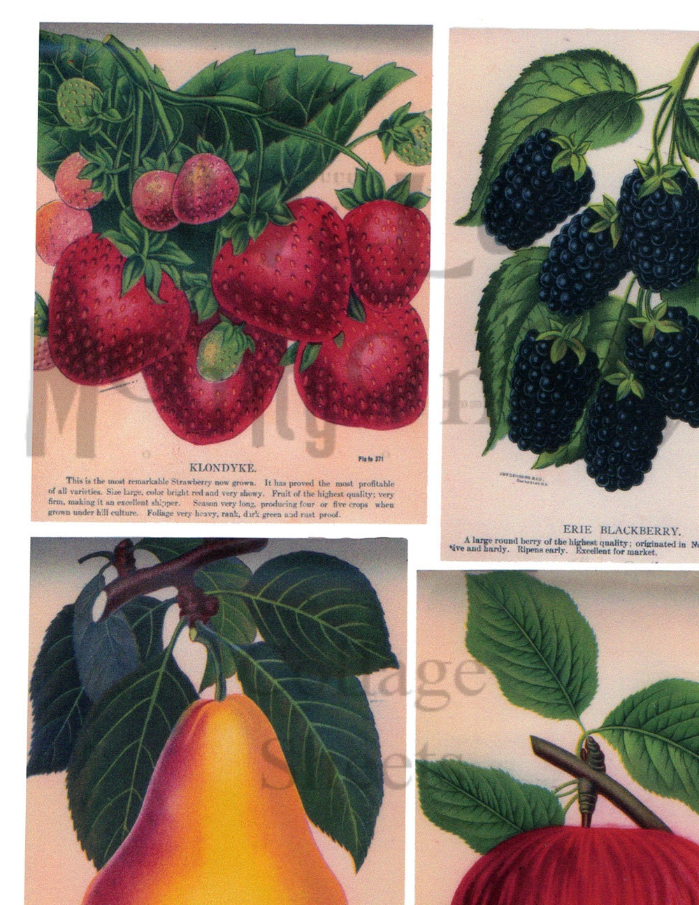 Fruit #2 Digital Download Collage Sheet - Etsy