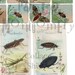 Insects Number 1 Digital Download Collage Sheet - Etsy