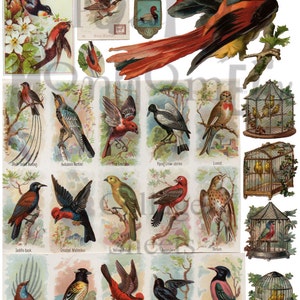 Birds Number 7 Digital Download Collage Sheet - Etsy