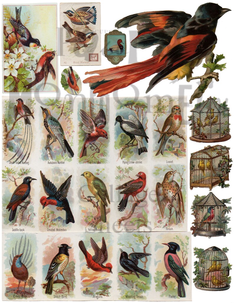 Birds Number 7 Digital Download Collage Sheet - Etsy