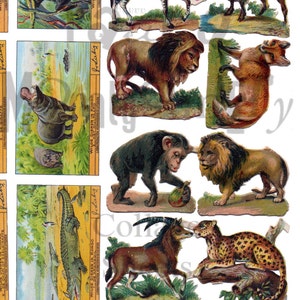 Wild Animals Number 1 Digital Download Collage Sheet - Etsy