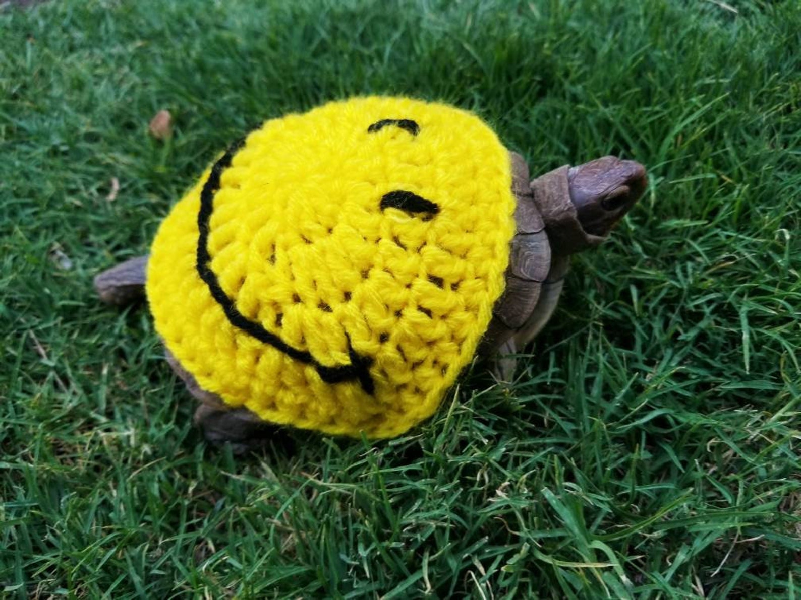 Smiley Face Costume for Turtles/tortoises - Etsy