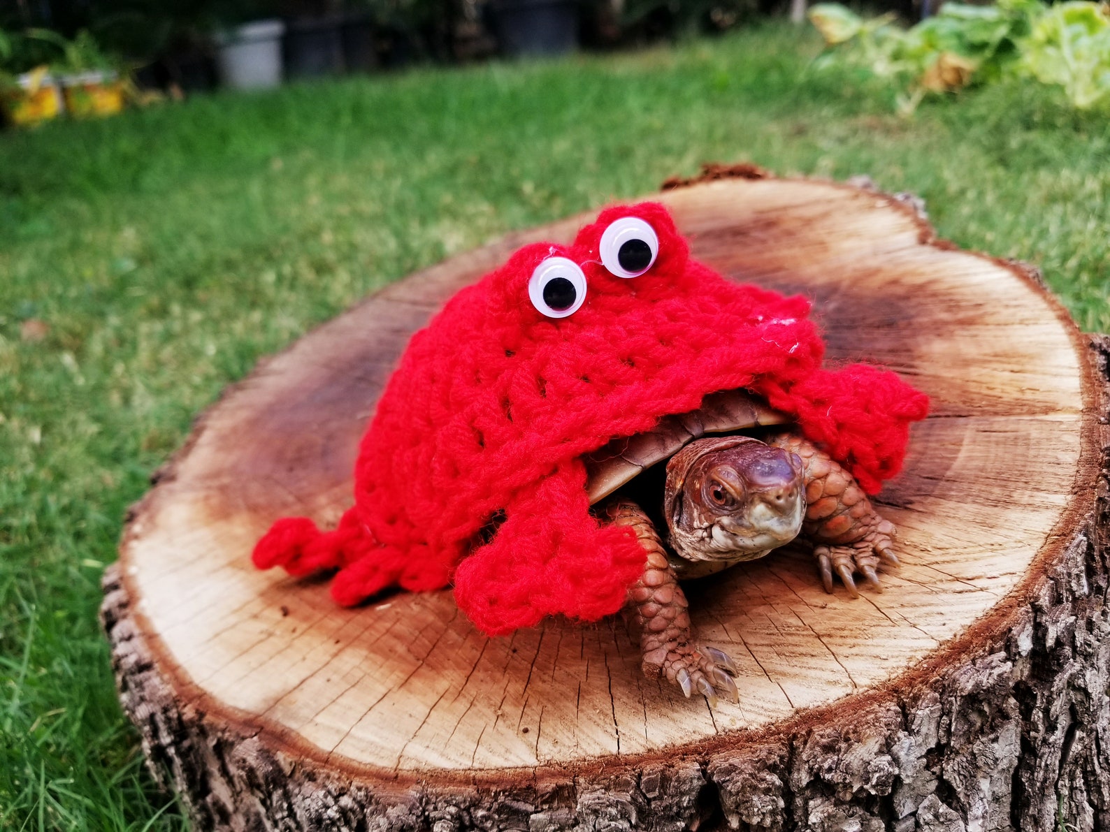 Crab Inspired Crochet Costume for Turtles/ Tortoises | Etsy
