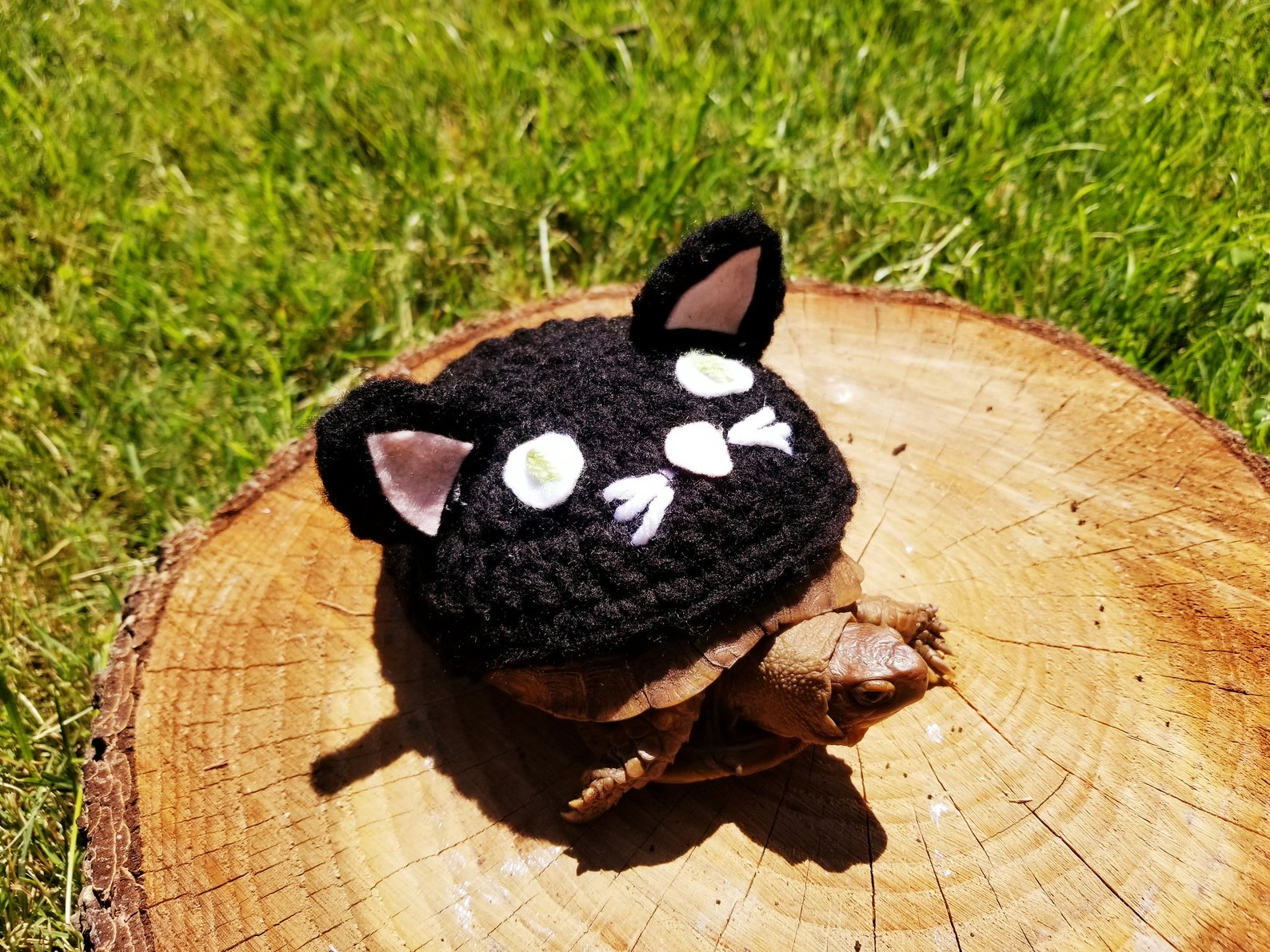 Black Cat Costume for Turtle/tortoises | Etsy