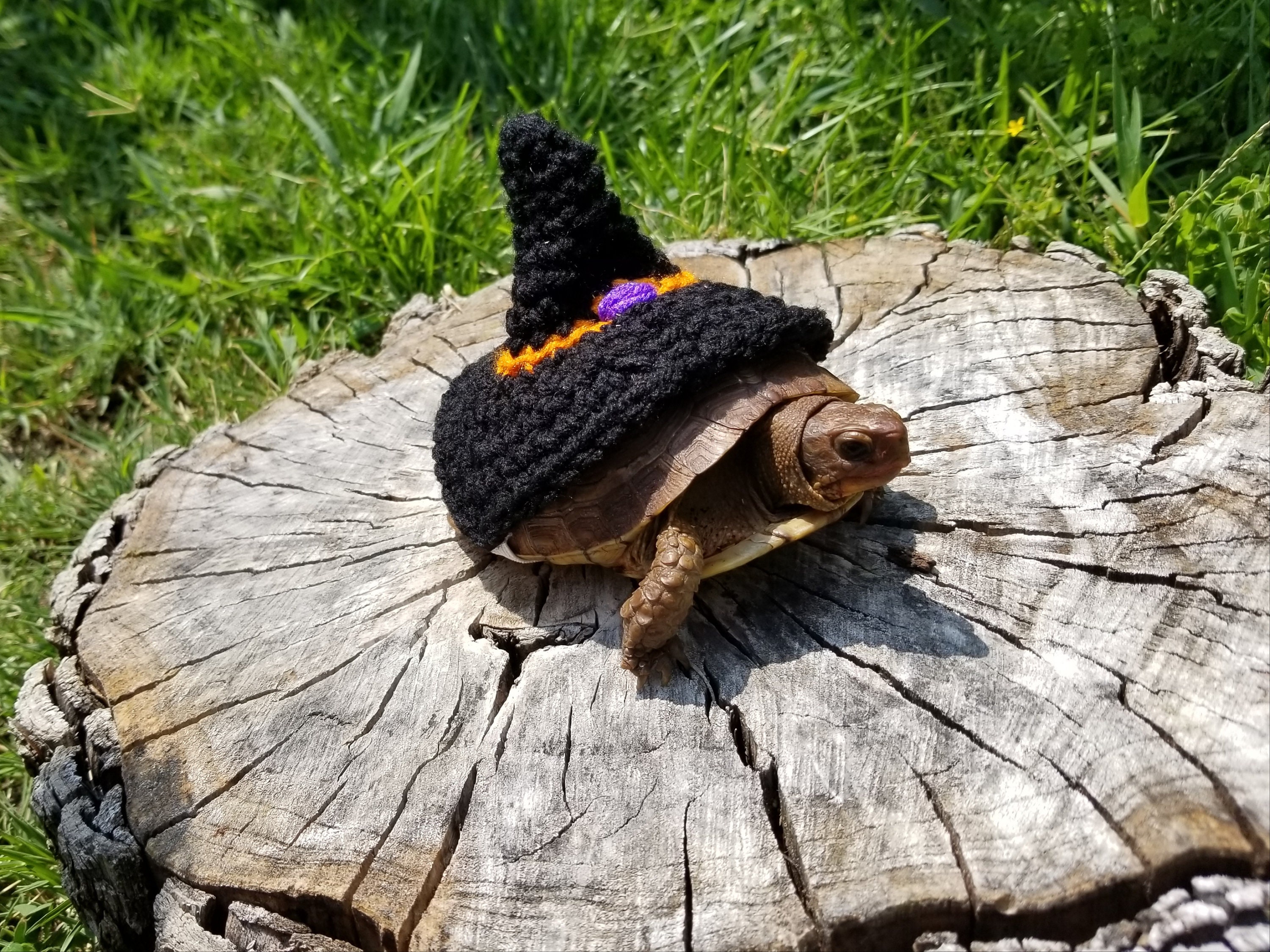 Turtles Wearing Hats
