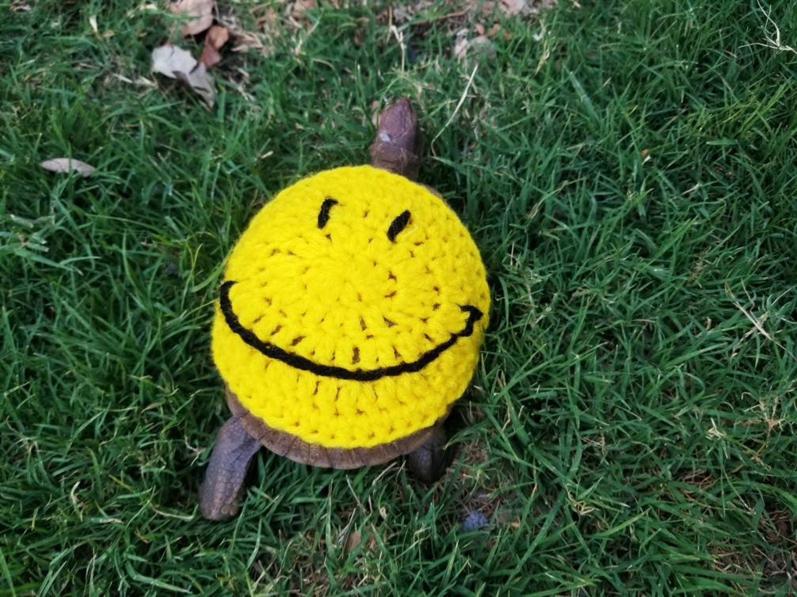 Smiley Face Costume for Turtles/tortoises | Etsy