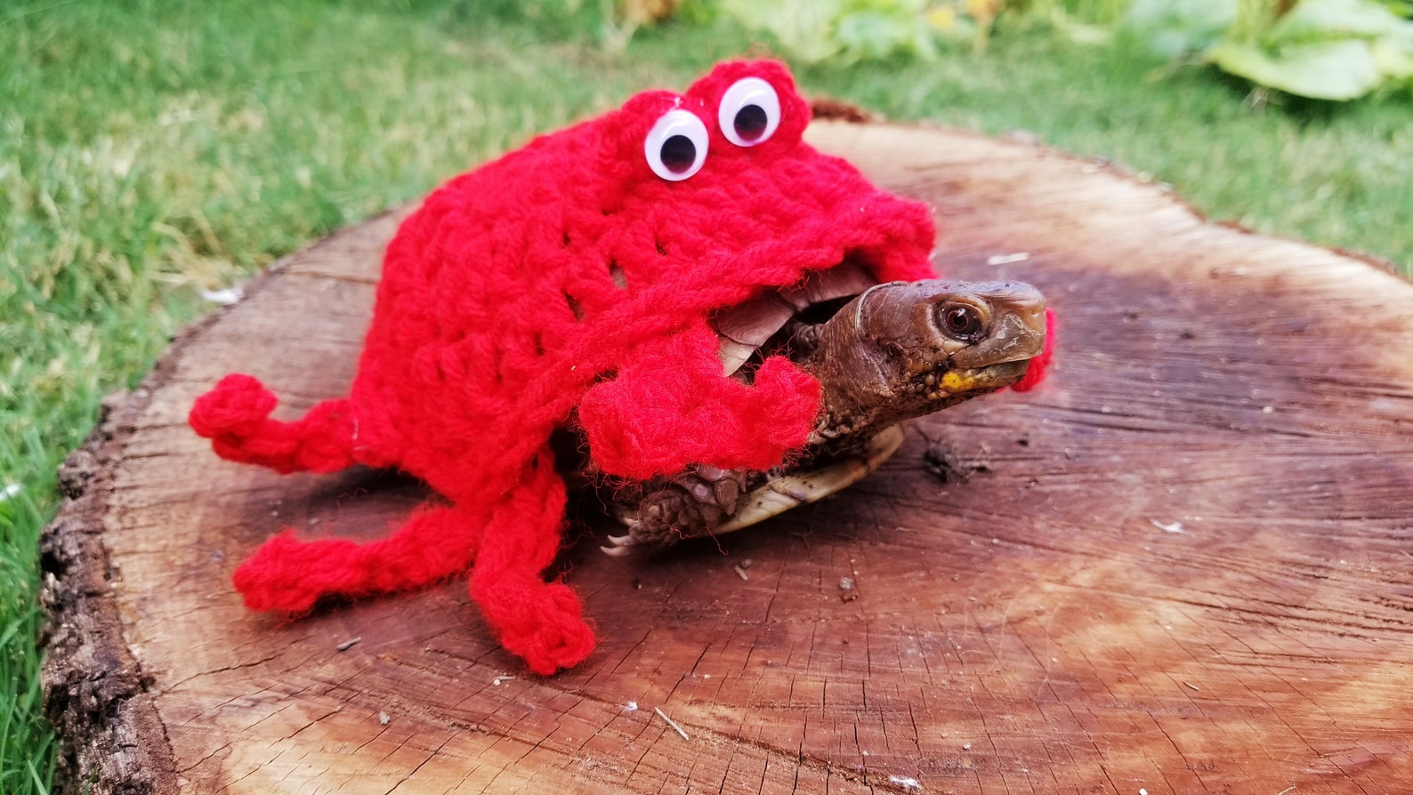 Crab Inspired Crochet Costume for Turtles/ Tortoises | Etsy