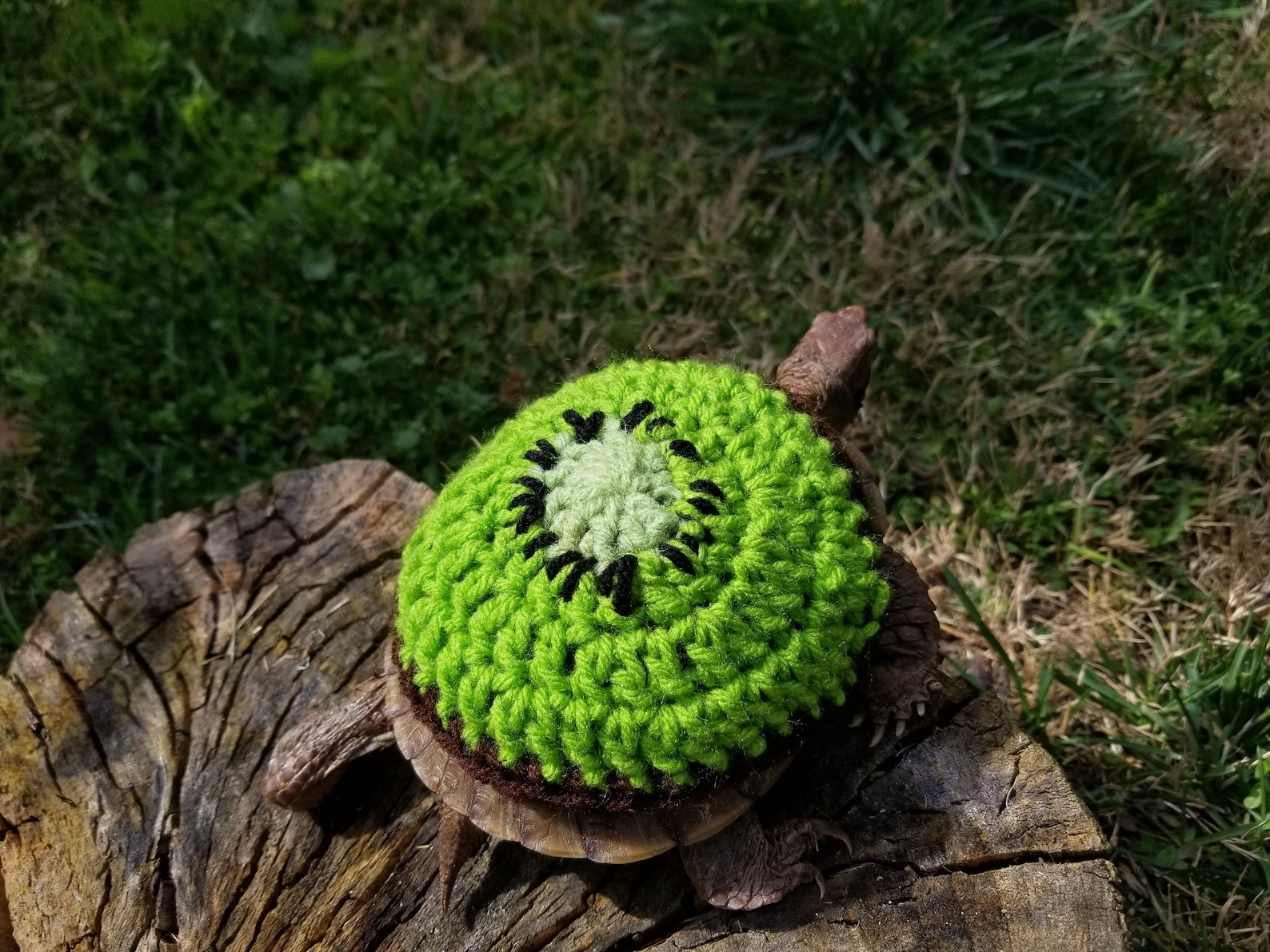 Crochet Kiwi Costume for Turtles/ Tortoises - Etsy
