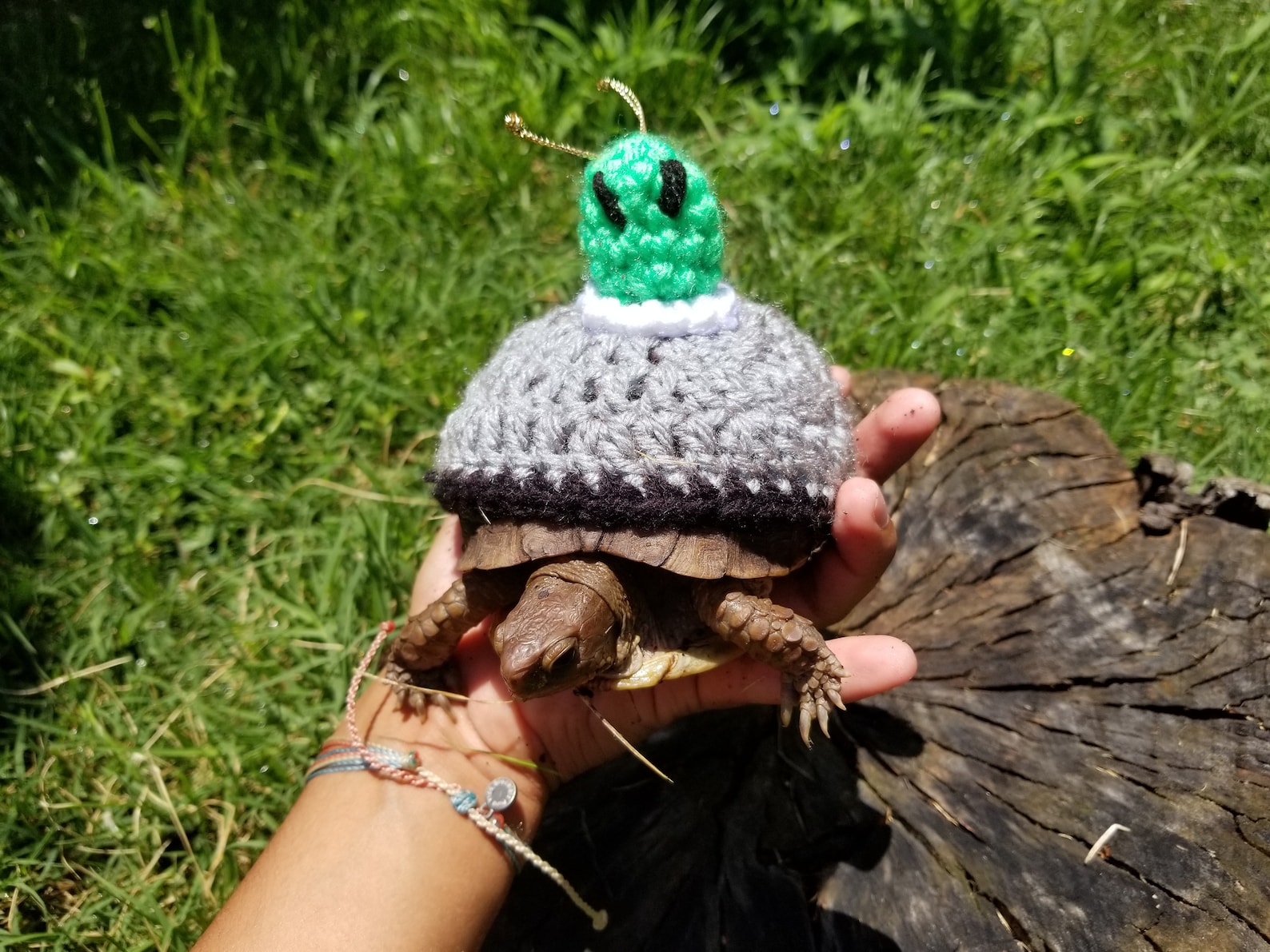 Alien in Spaceship Costume for Turtle/Tortoises | Etsy