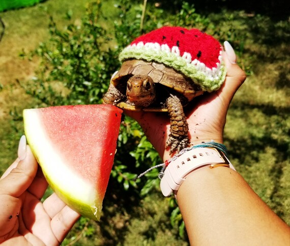 Turtle Eating Watermelon