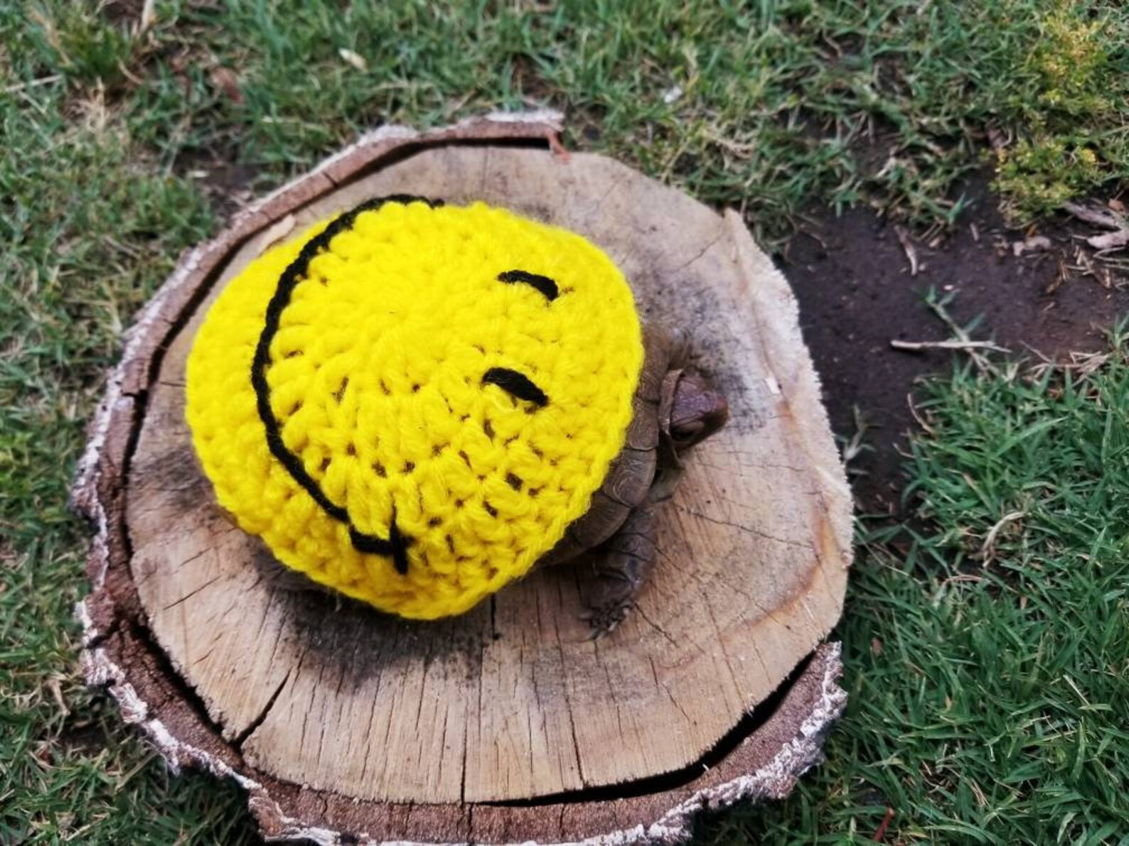 Smiley Face Costume for Turtles/tortoises - Etsy