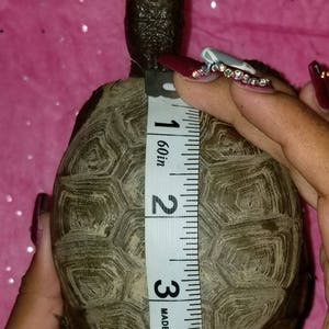 Mariachi Sombrero Turtle/tortoise Costume - Etsy