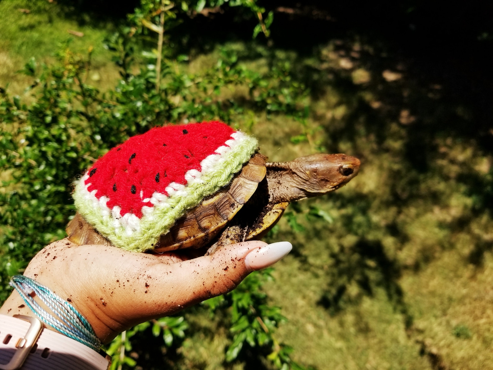 Crochet Watermelon Turtle/tortoise Costume - Etsy
