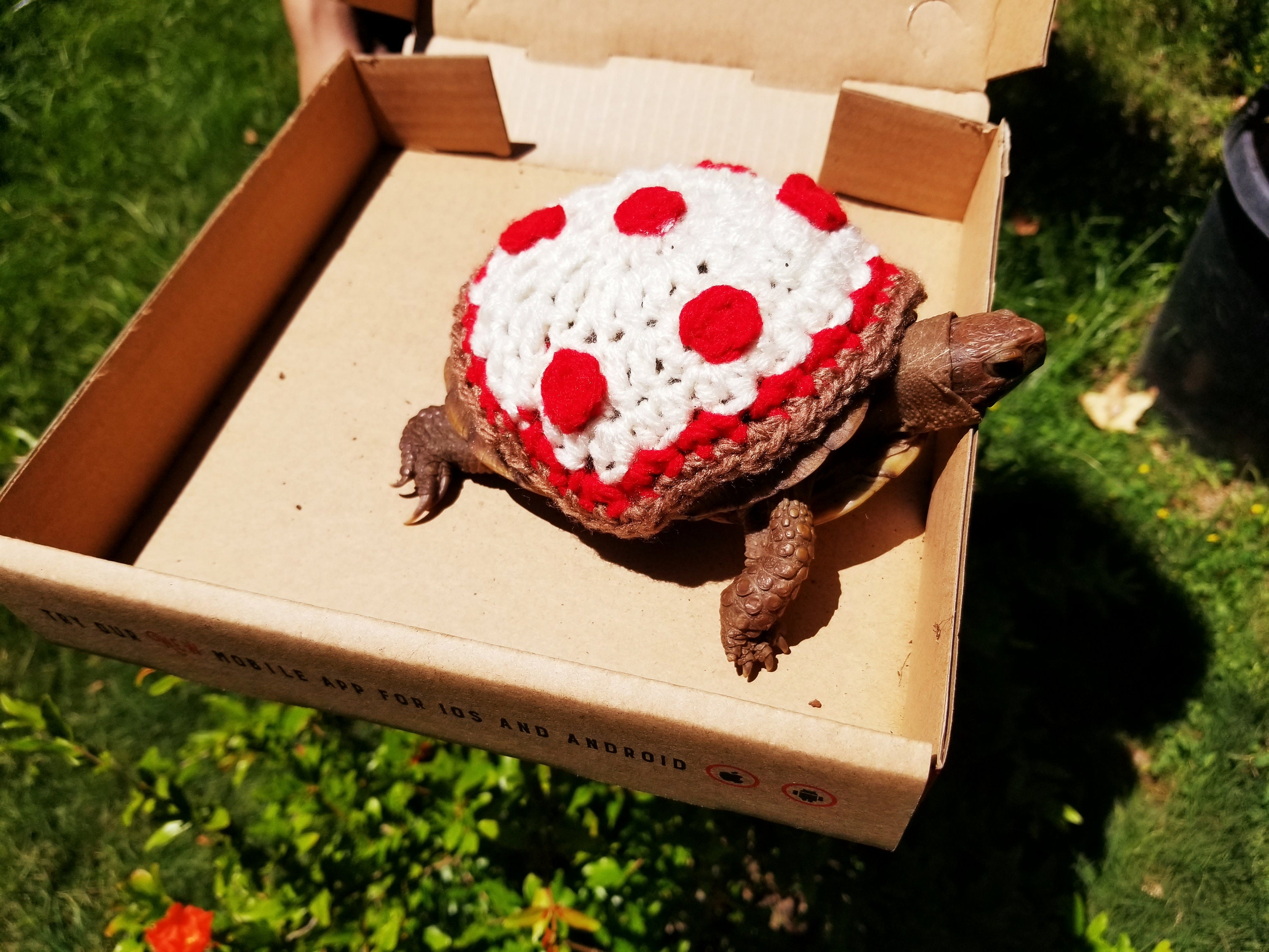 Pepperoni Pizza Costume for Turtle/Tortoises | Etsy