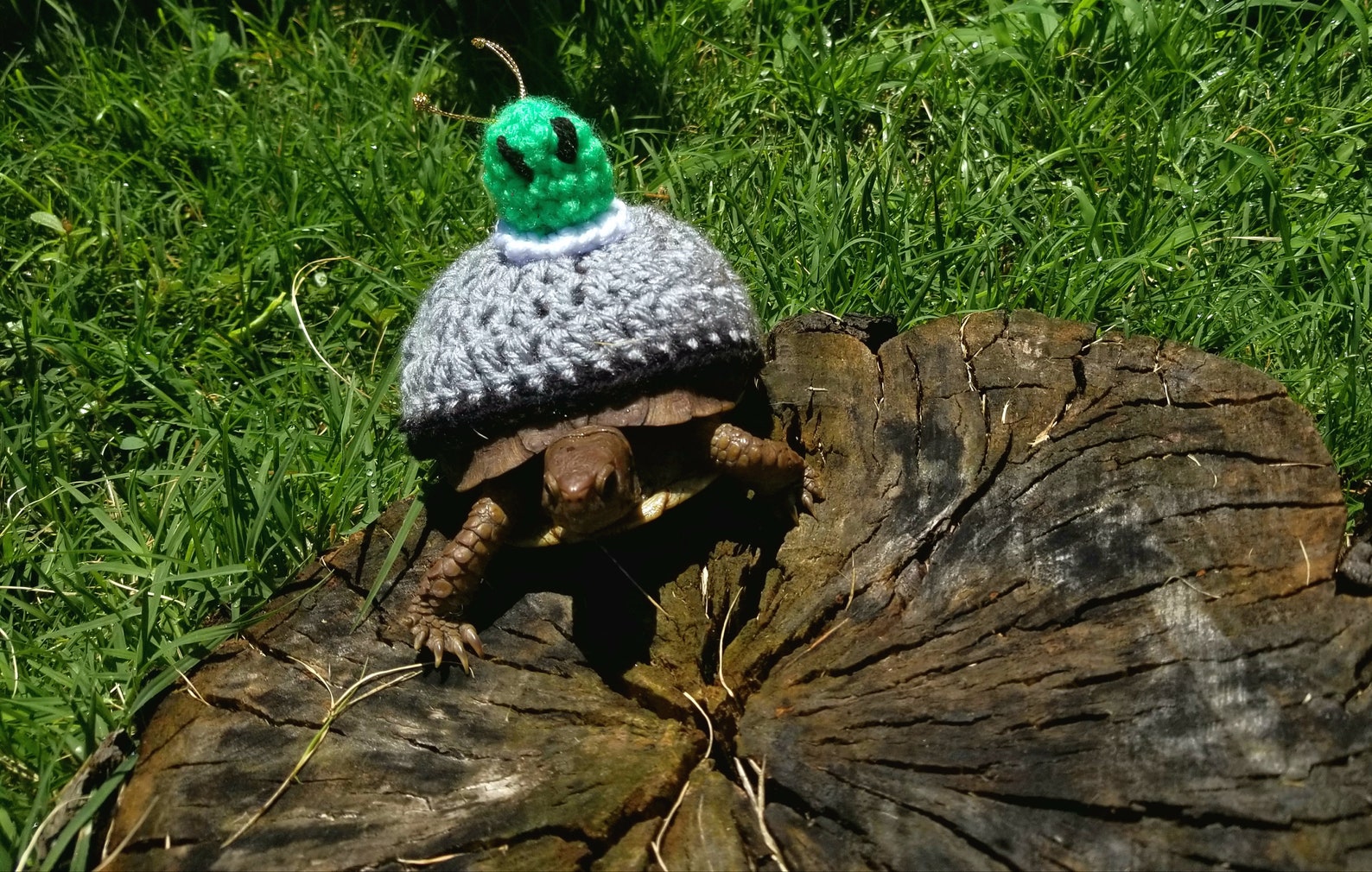 Alien in Spaceship Costume for Turtle/tortoises - Etsy