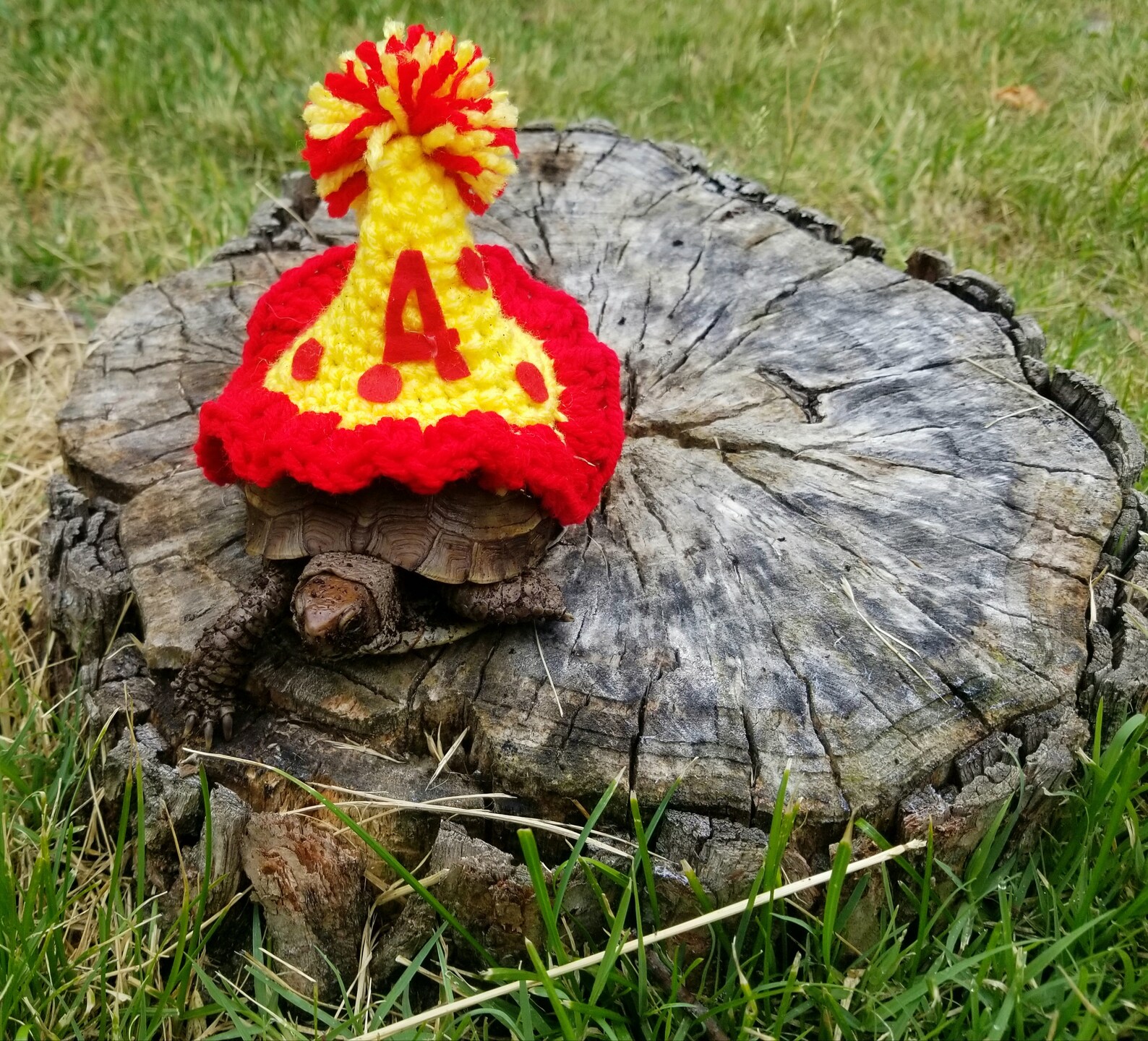 Birthday Hat Costume for Turtles/tortoises | Etsy