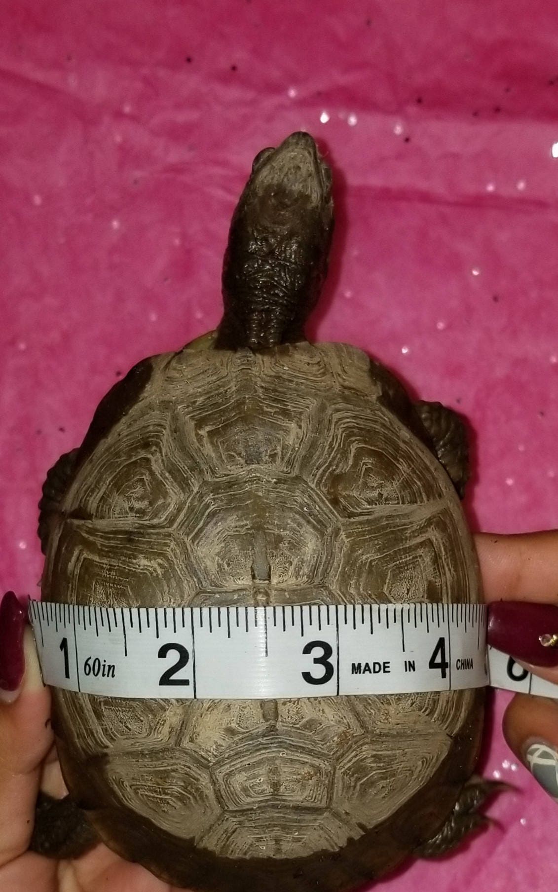 Football Team Inspired Costume for Turtles/ Tortoises | Etsy