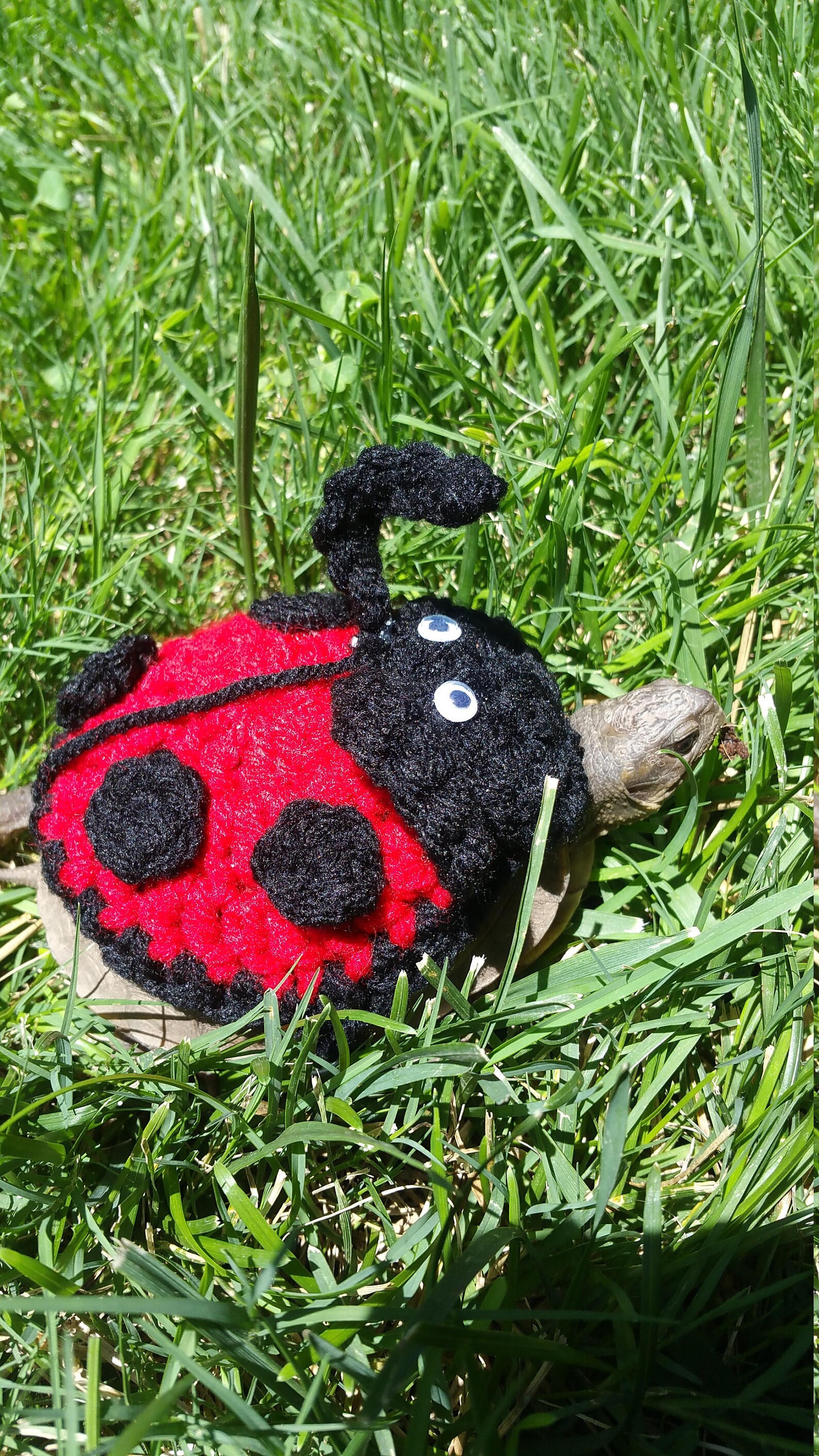 Crochet Ladybug/ladybird Costume for Turtles/ Tortoises - Etsy