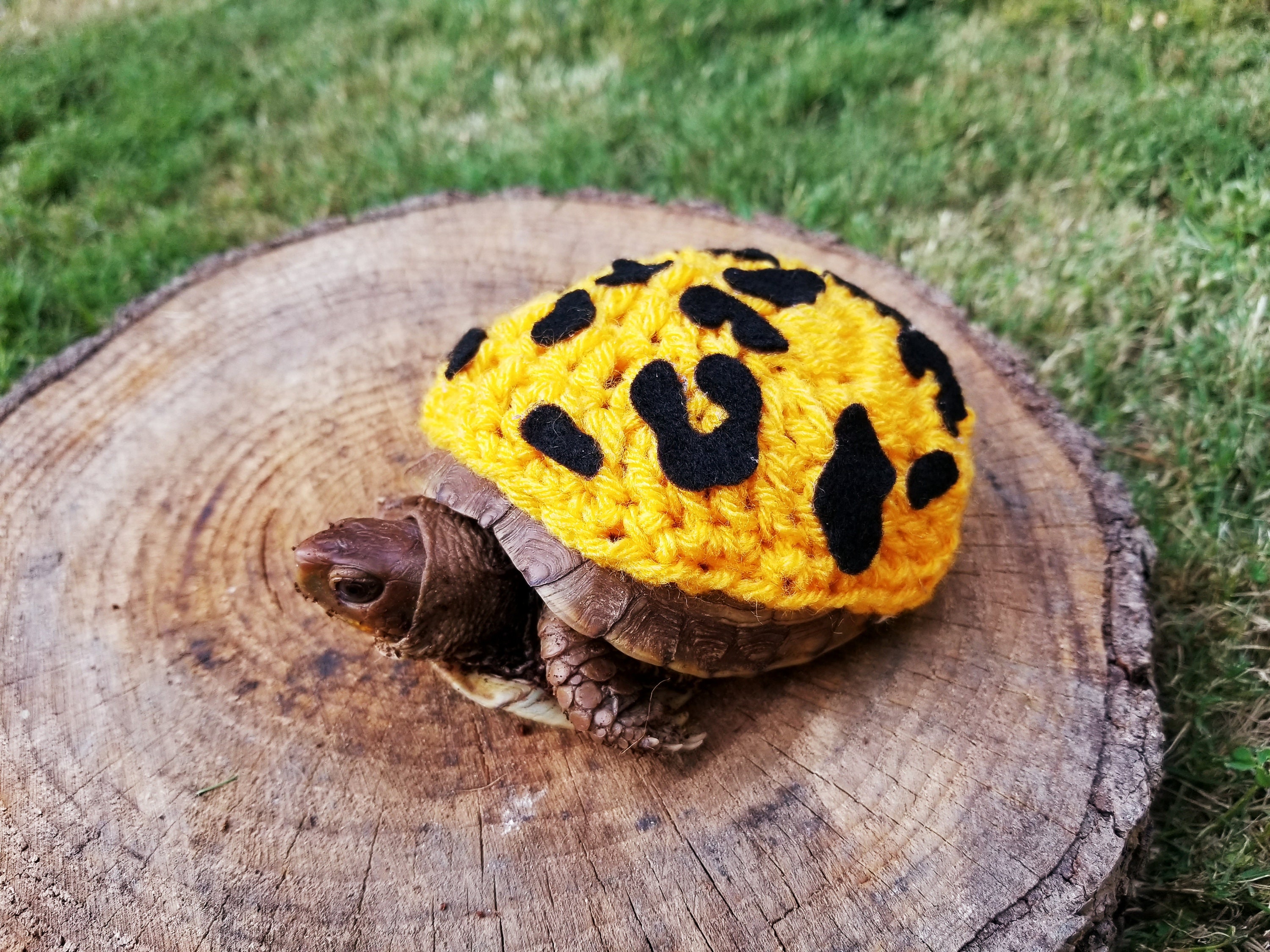 Leopard Crochet Costume for Turtle/ Tortoise | Etsy