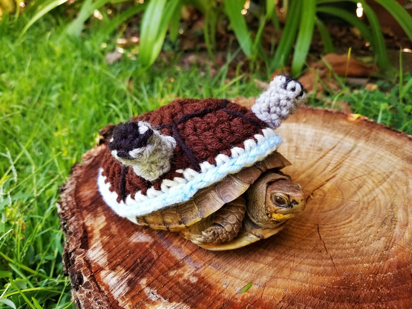 Blastoise Inspired Costume for Turtle/tortoises - Etsy