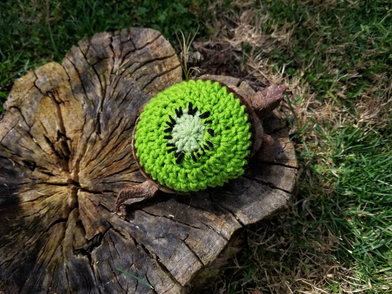Crochet Kiwi Costume for Turtles/ Tortoises Please Provide | Etsy