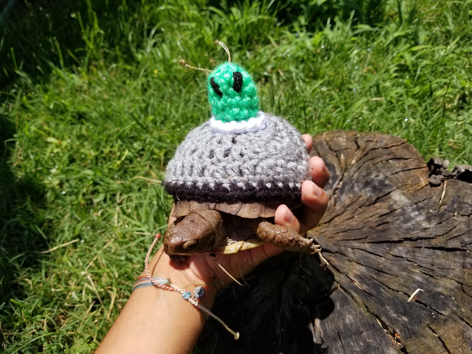 Alien in Spaceship Costume for Turtle/Tortoises | Etsy