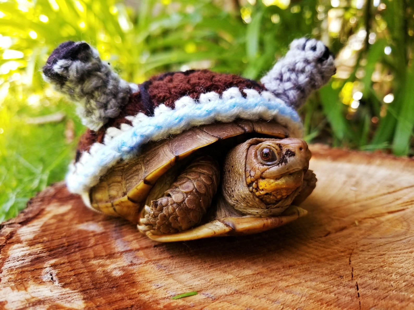 Blastoise Inspired Costume for Turtle/tortoises | Etsy