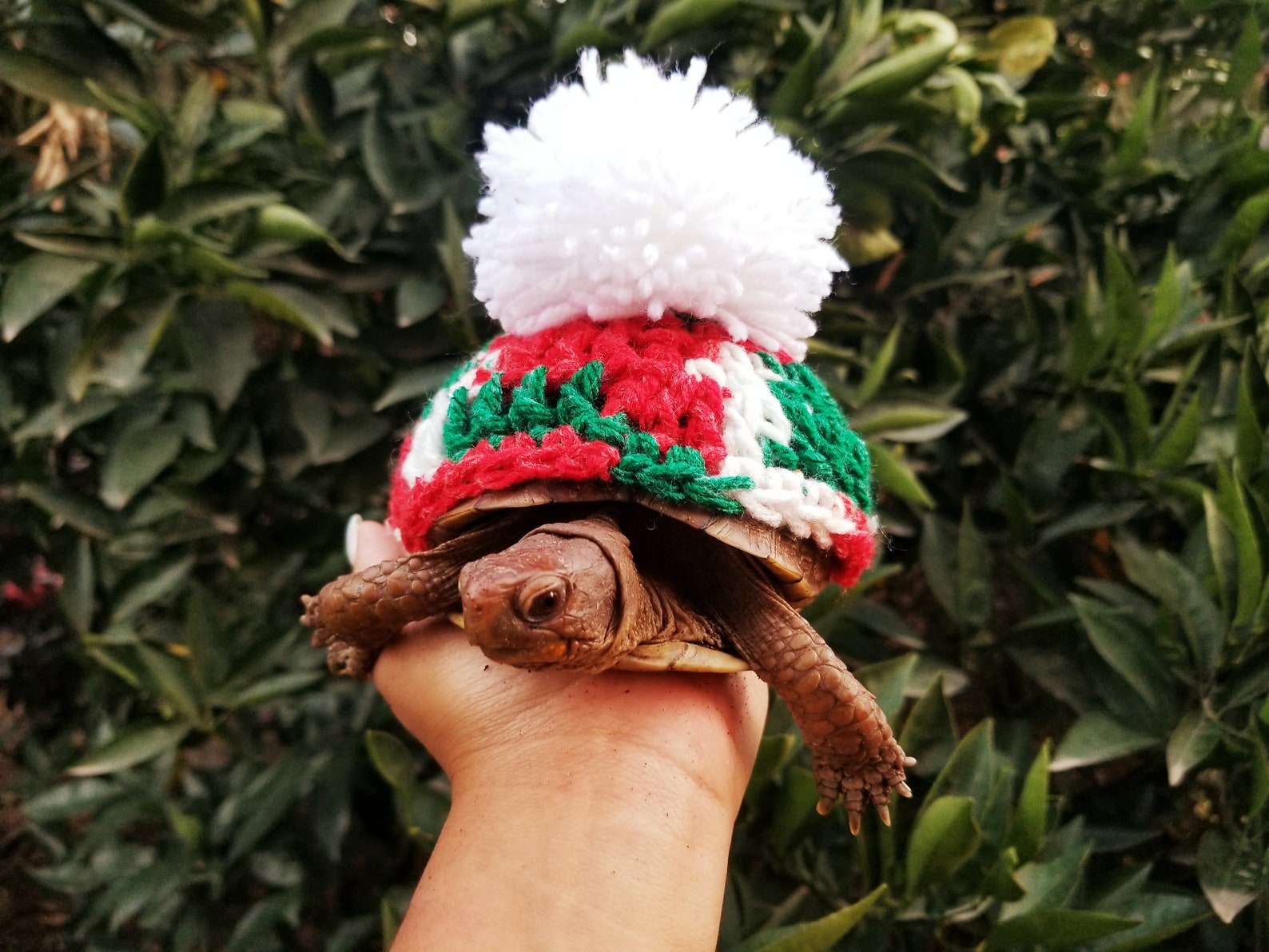 Festive Pom Pom Turtle/ Tortoise Costume - Etsy