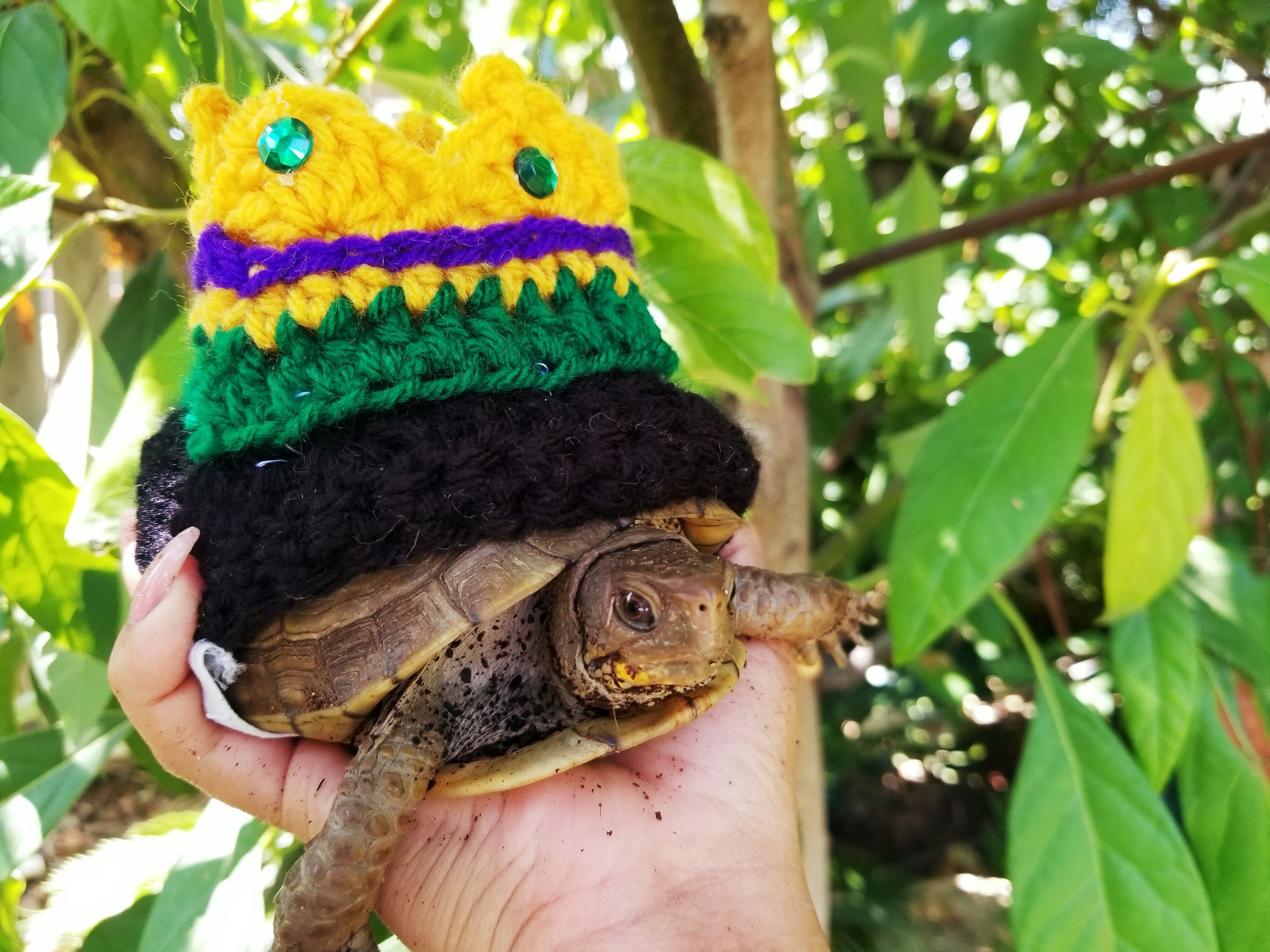 Mardi Gras Crown Crochet Costume for Turtles/ Tortoises | Etsy