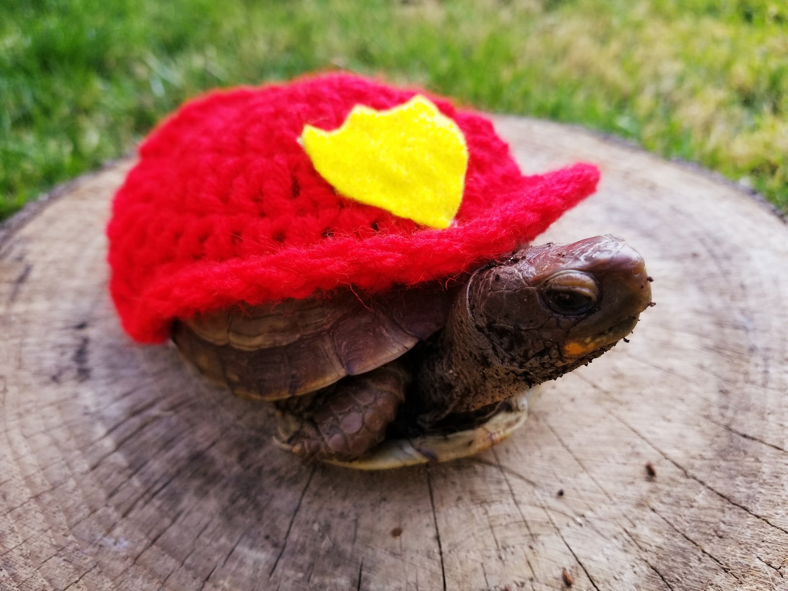 Firefighter Helmet Inspired Costume for Turtle/tortoises - Etsy
