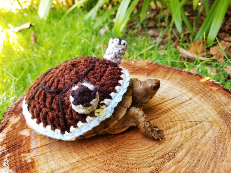 Blastoise Inspired Costume for Turtle/tortoises - Etsy