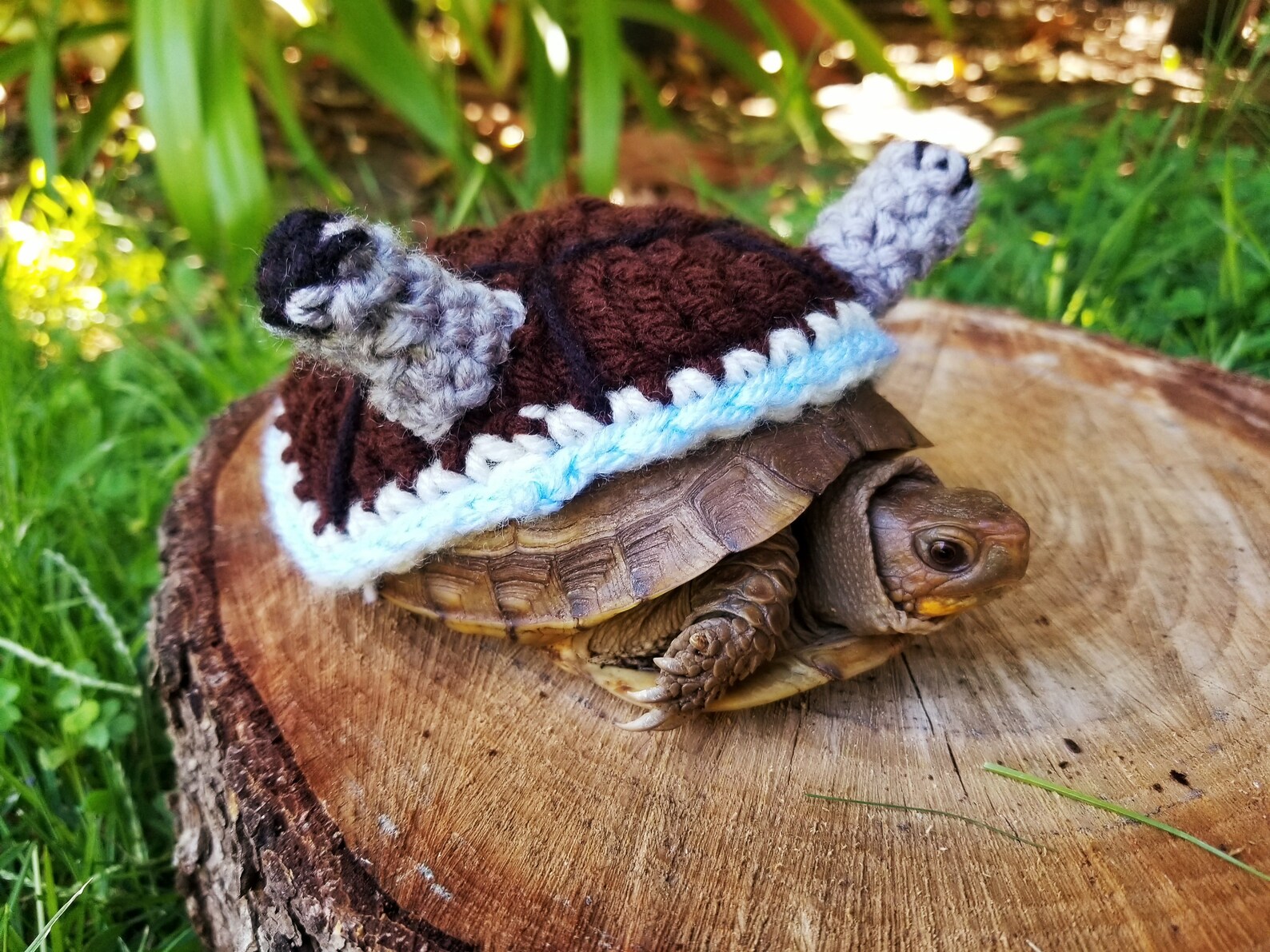 Blastoise Inspired Costume for Turtle/tortoises | Etsy