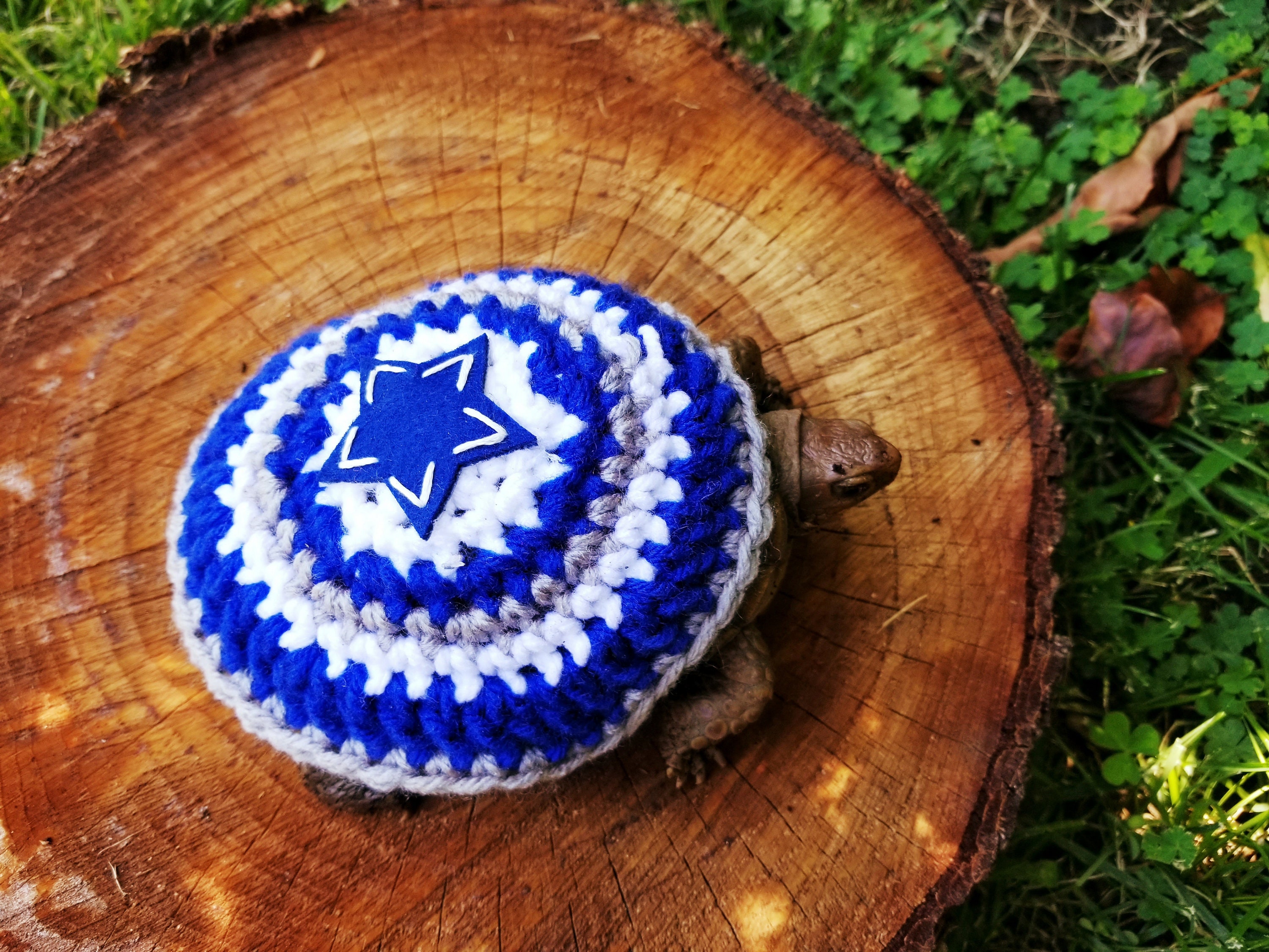 Football Team Inspired Costume for Turtle/ Tortoise | Etsy