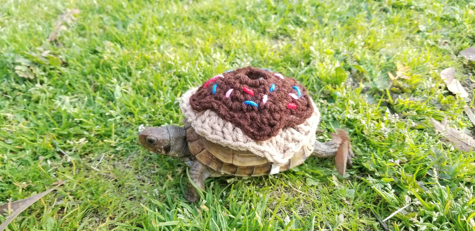 Chocolate Frosted Doughnut Costume for Turtles/ Tortoises - Etsy