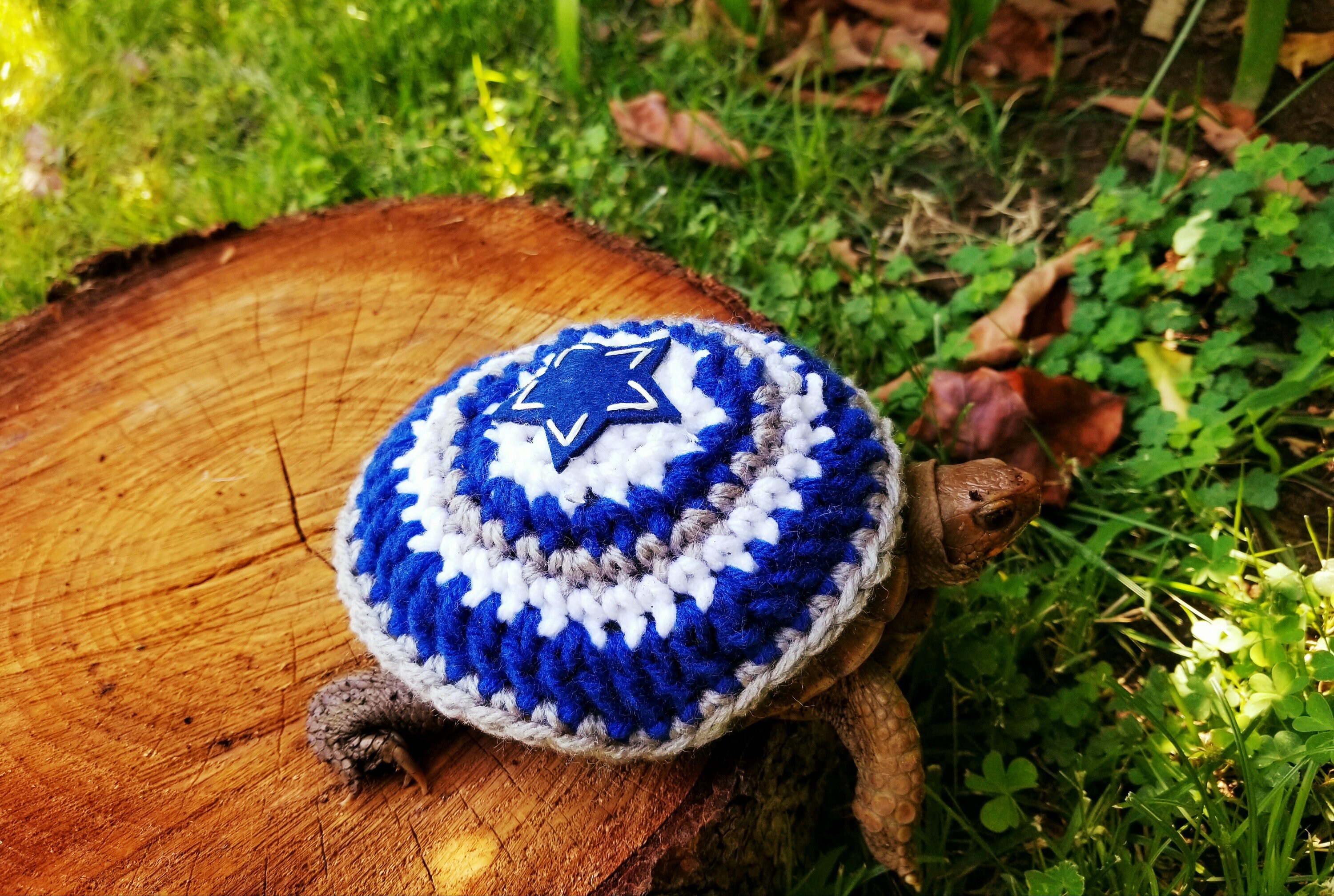 Football Team Inspired Costume for Turtle/ Tortoise - Etsy