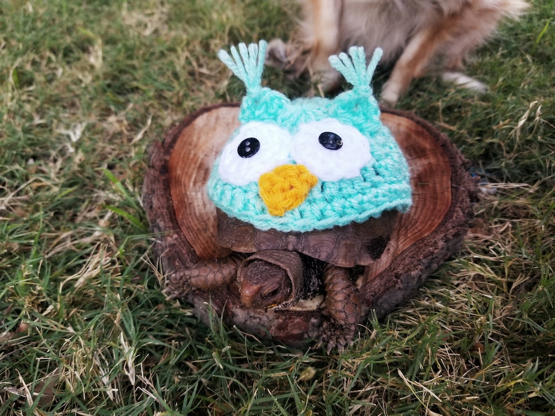 Owl Inspired Costume for Turtle/ Tortoise - Etsy