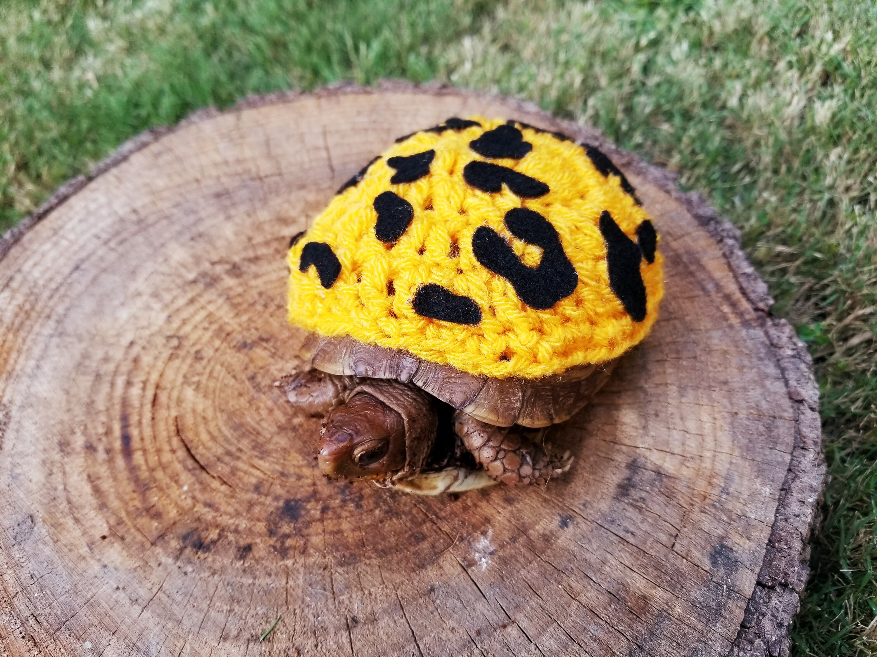 Leopard Crochet Costume for Turtle/ Tortoise | Etsy