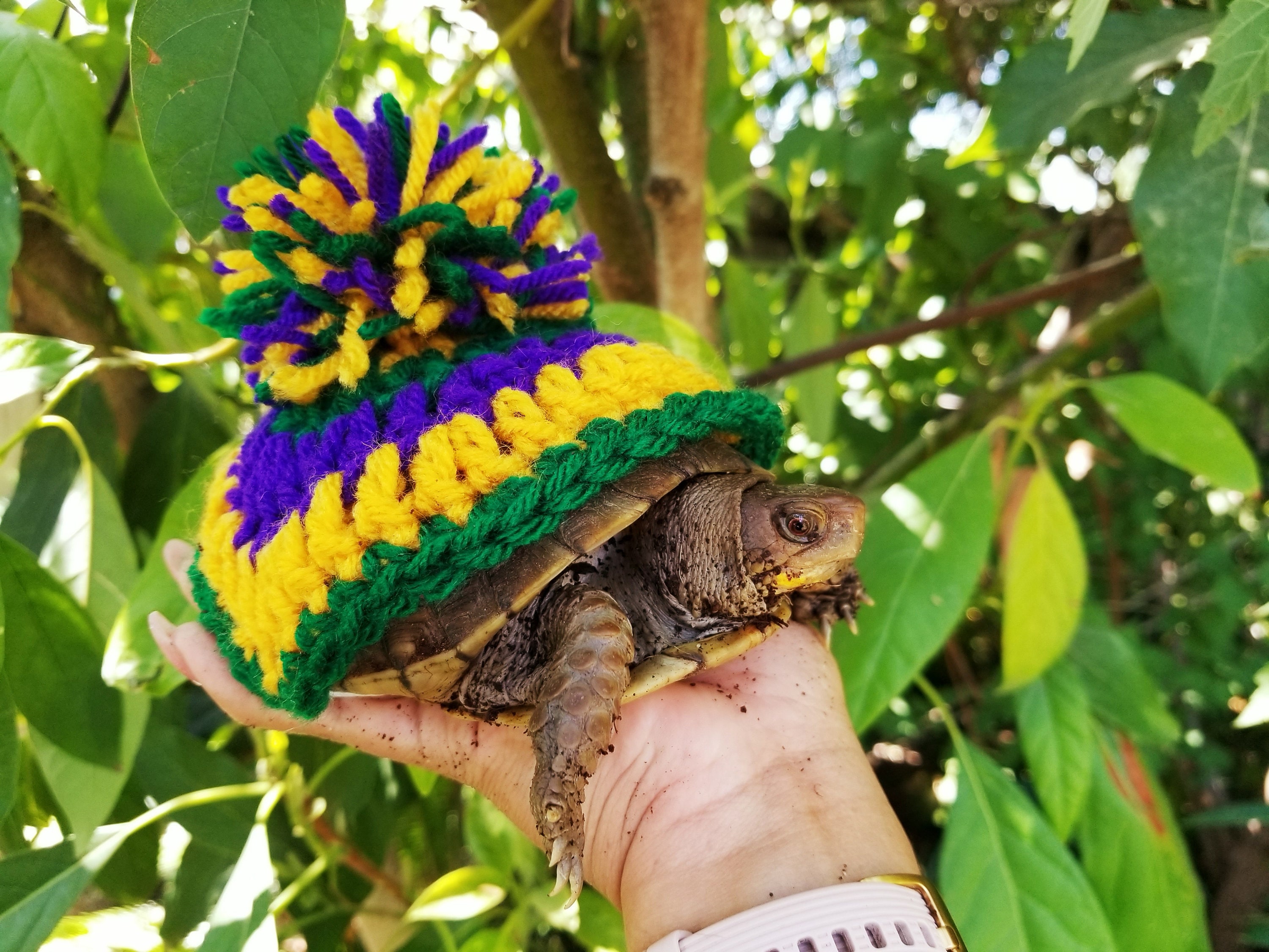 Mardi Gras Turtle