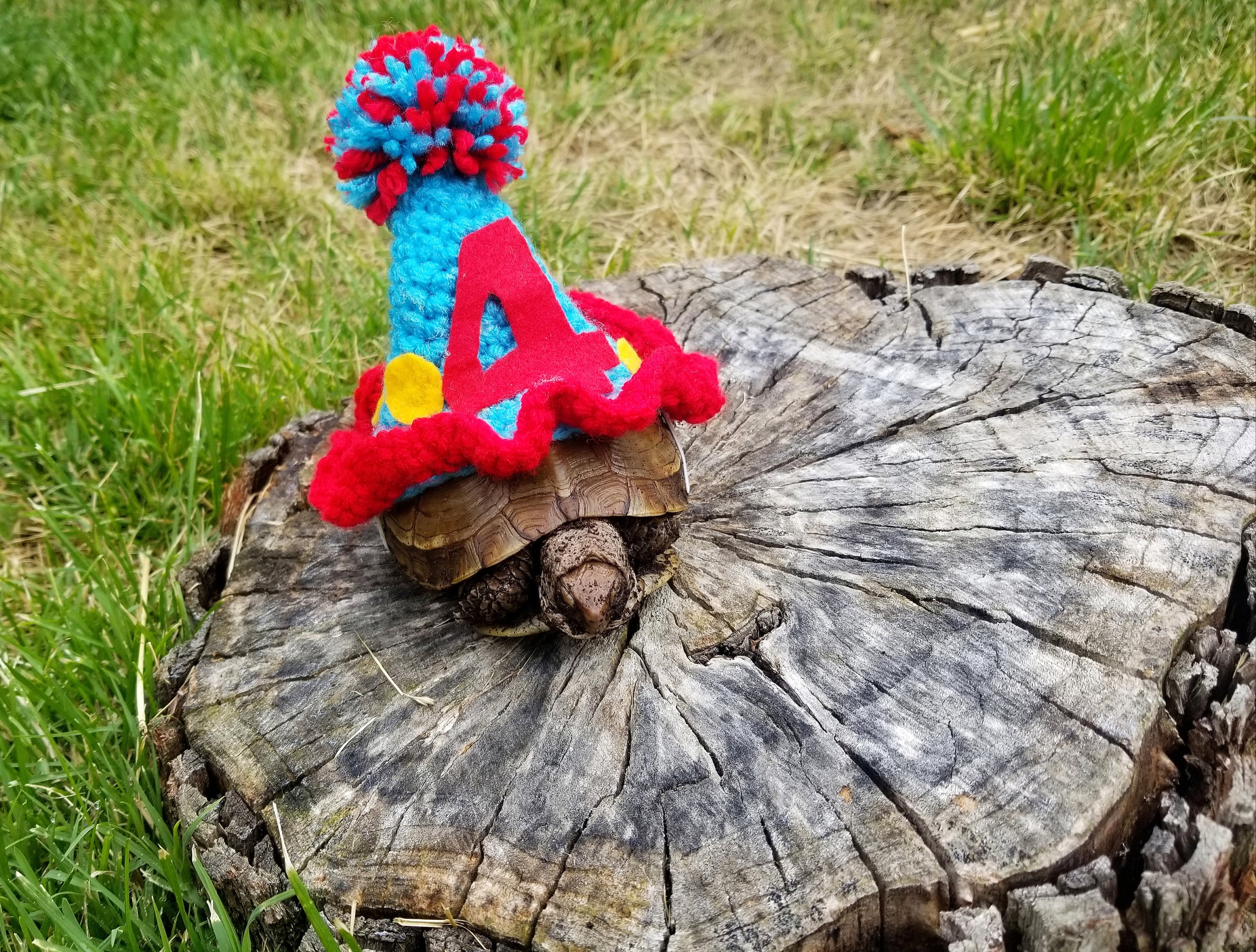 Birthday Hat Costume for Turtles/Tortoises | Etsy