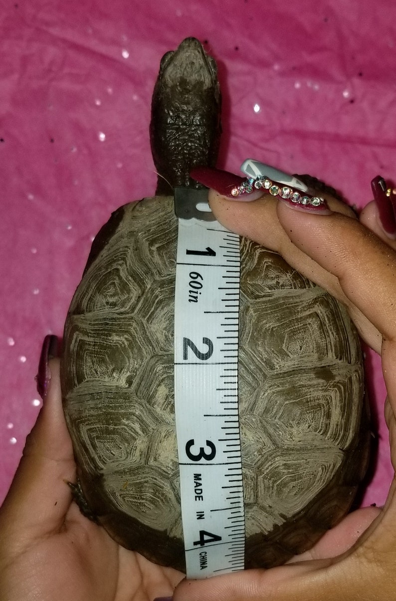 Blue Turtle With Spikes Turtle/tortoise Costume - Etsy