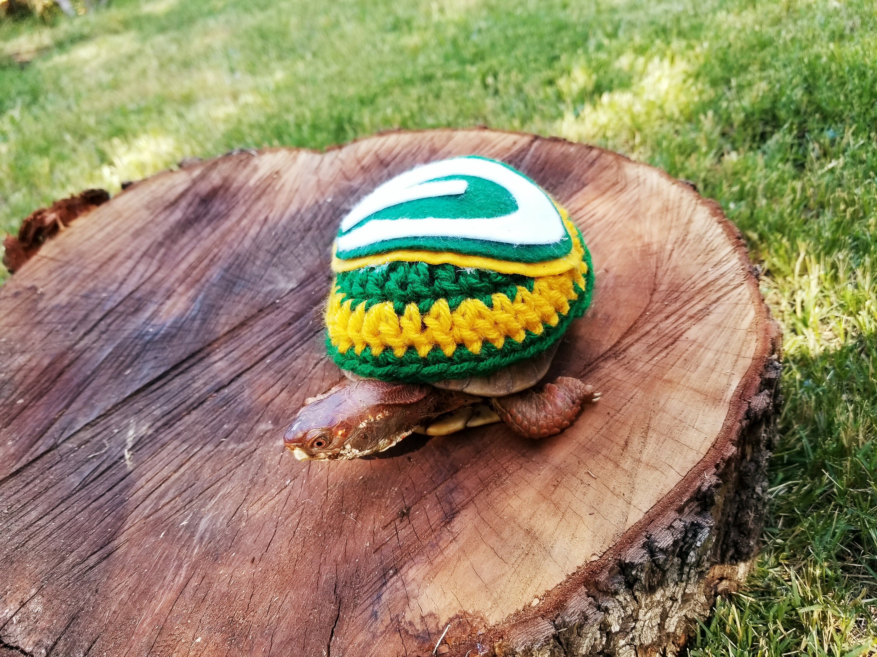 Football Team Inspired Costume for Turtles/ Tortoises | Etsy