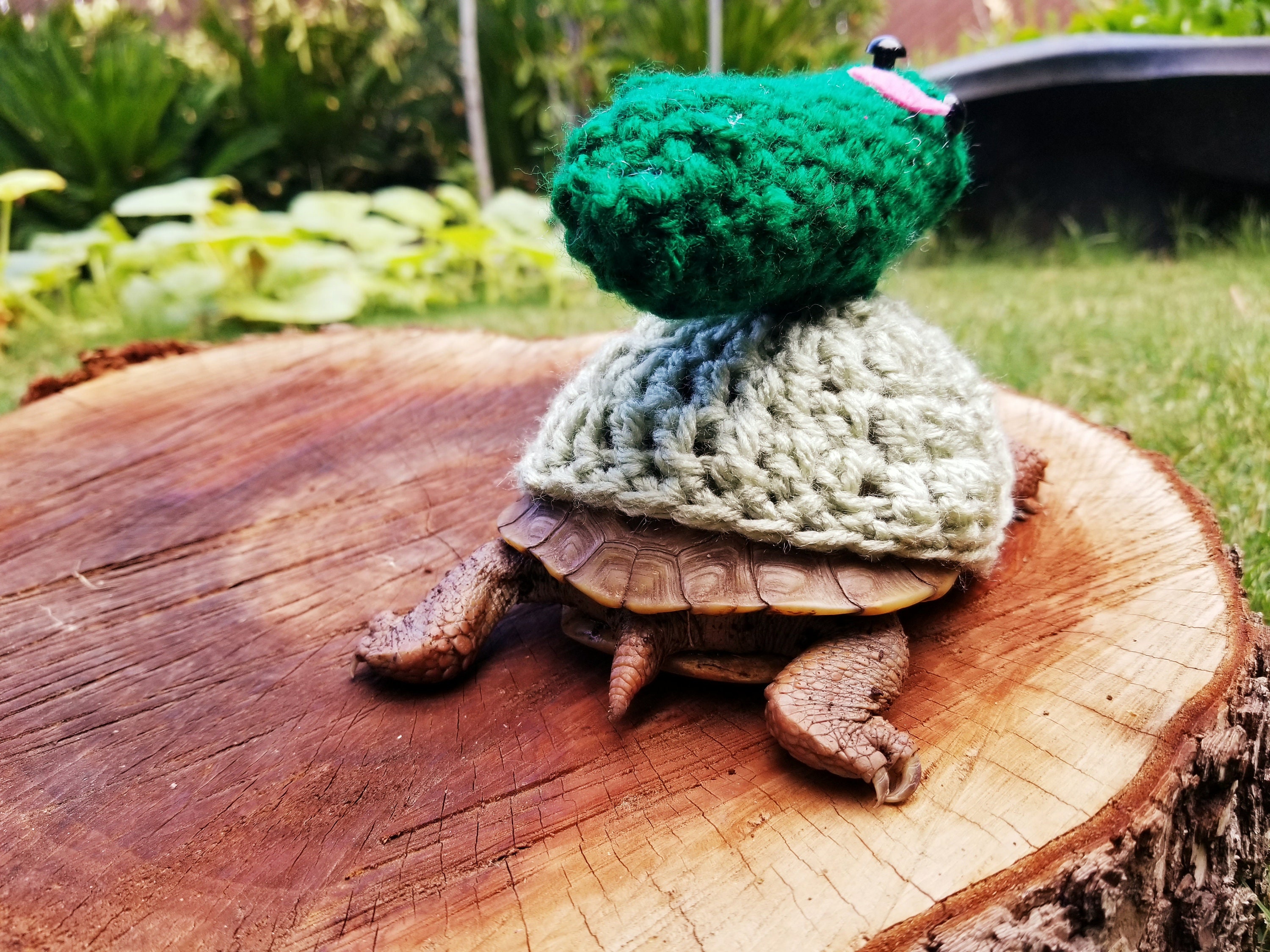 Mr. Pickle Inspired Crochet Costume for Turtles/ Tortoises | Etsy