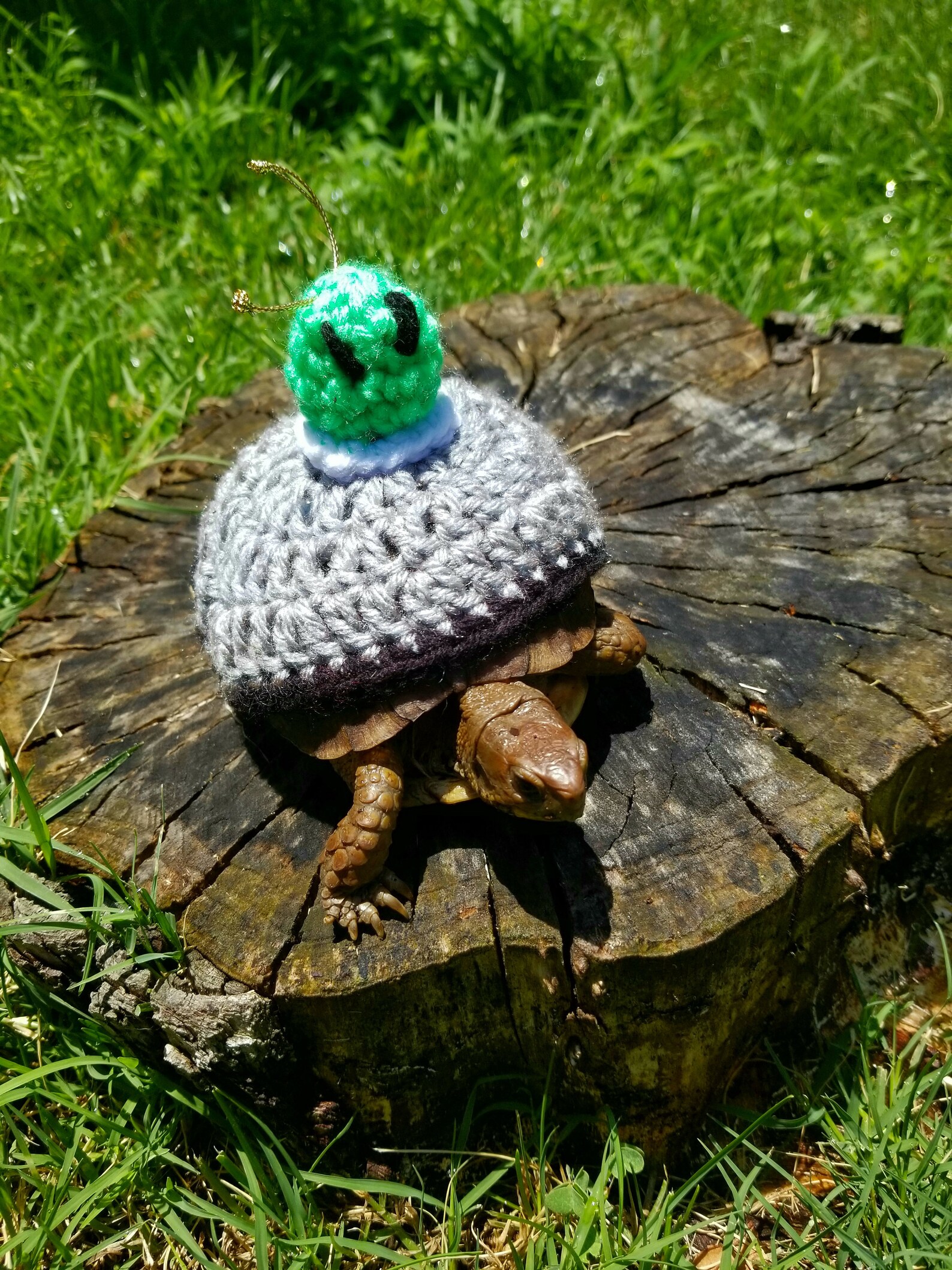 Alien in Spaceship Costume for Turtle/tortoises - Etsy