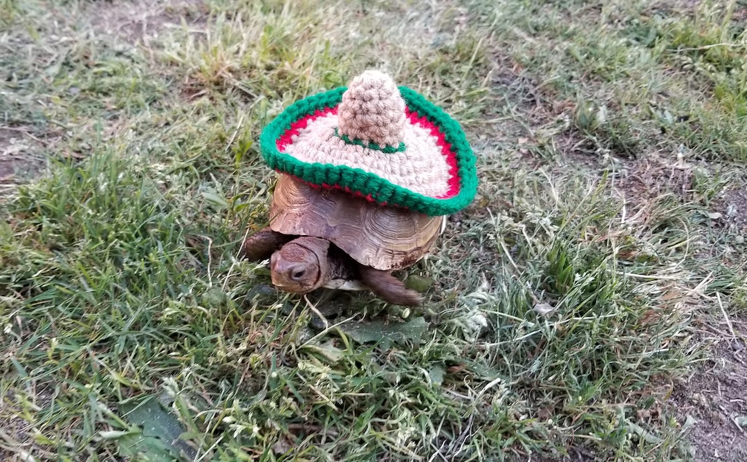 Mariachi Sombrero Turtle/tortoise Costume - Etsy