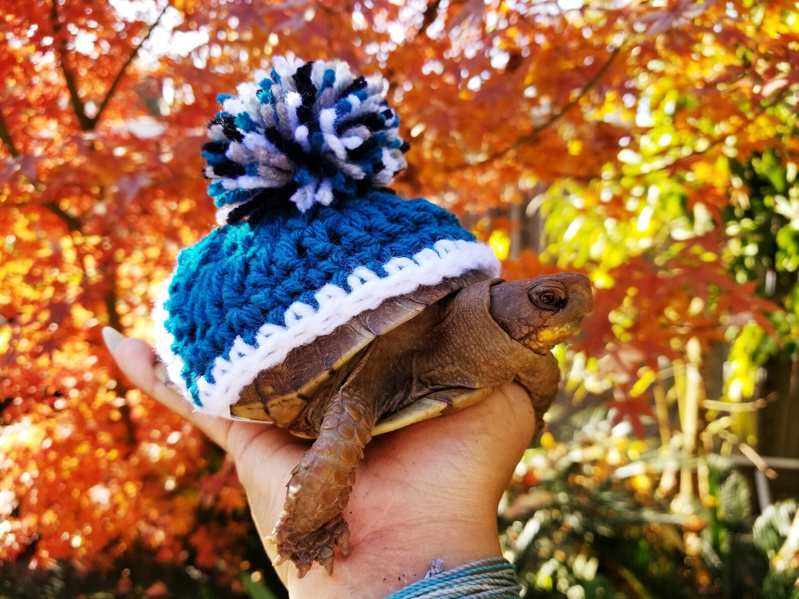 Festive Pom Pom Turtle/ Tortoise Costume | Etsy